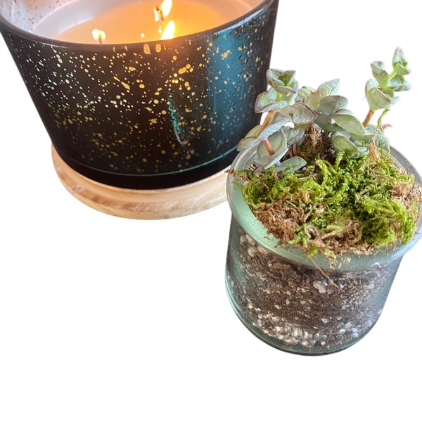 Create your own terrarium Kit Sustainable Collection – The Foliage Goddess